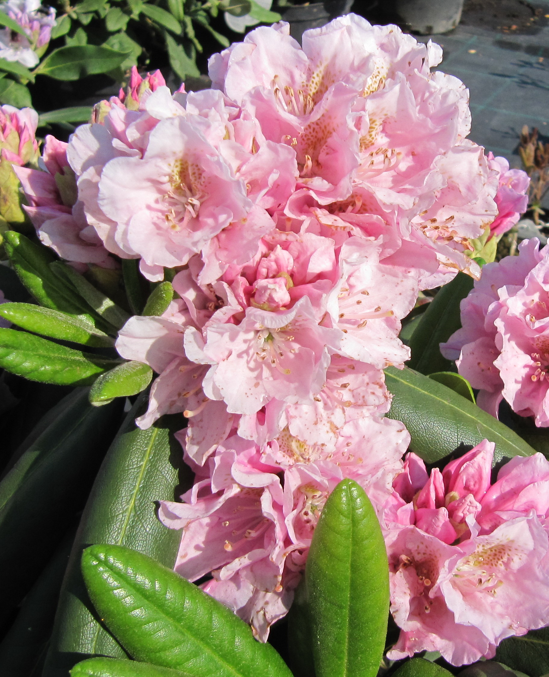 Рододендрон гибридный `Хельсинки Университет`, Rhododendron hybridum ...